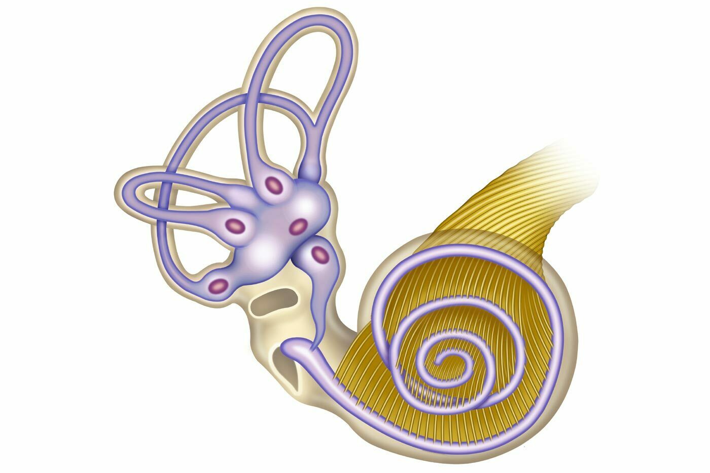 V.P.P.B. - Physio Élite